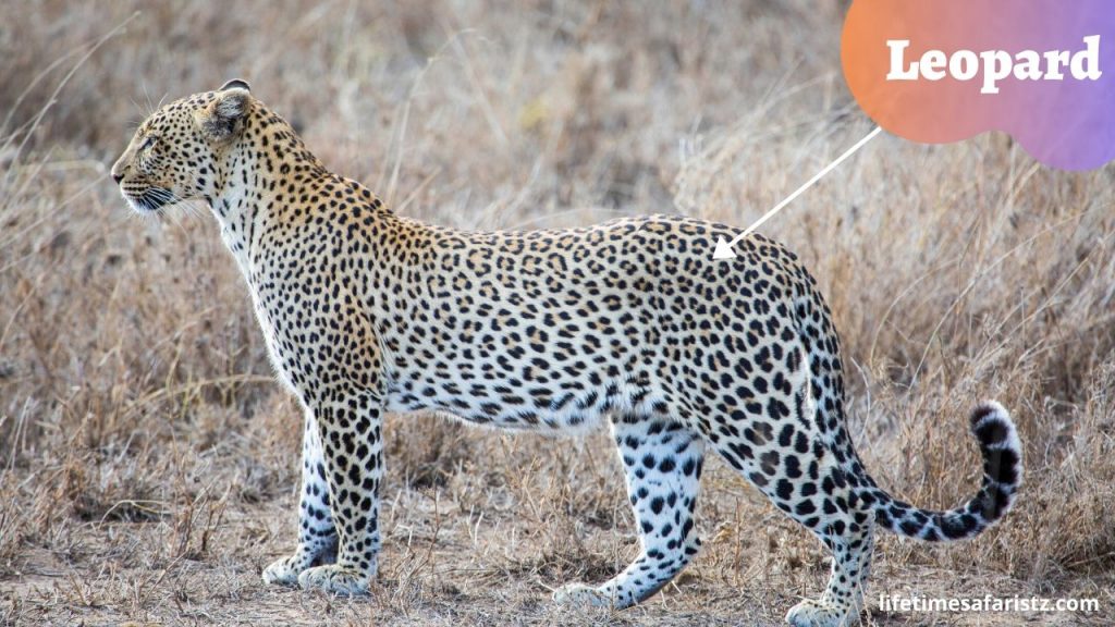 Cheetah vs leopard Race: Who is the More Successful Hunter Among them ...