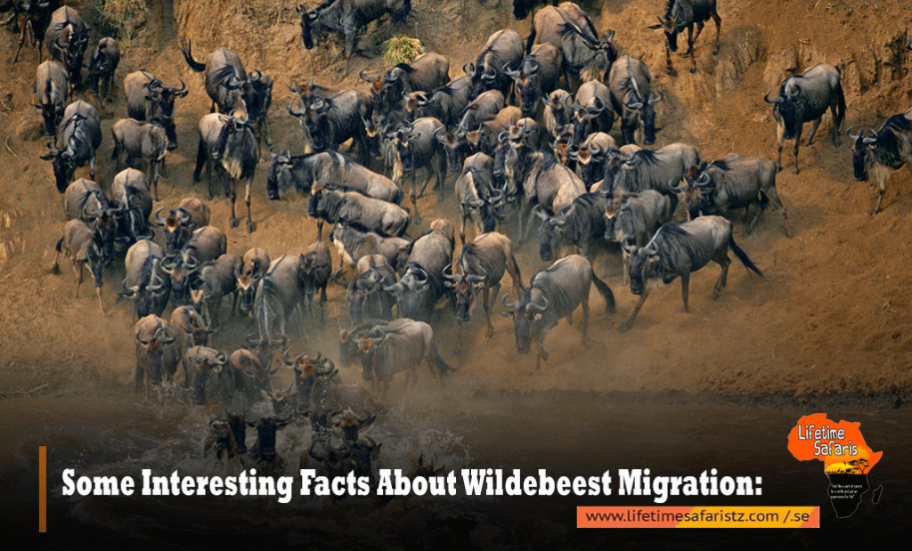 Great Wildebeest Migration Watch The Planet’s Most Incredible Wildlife ...